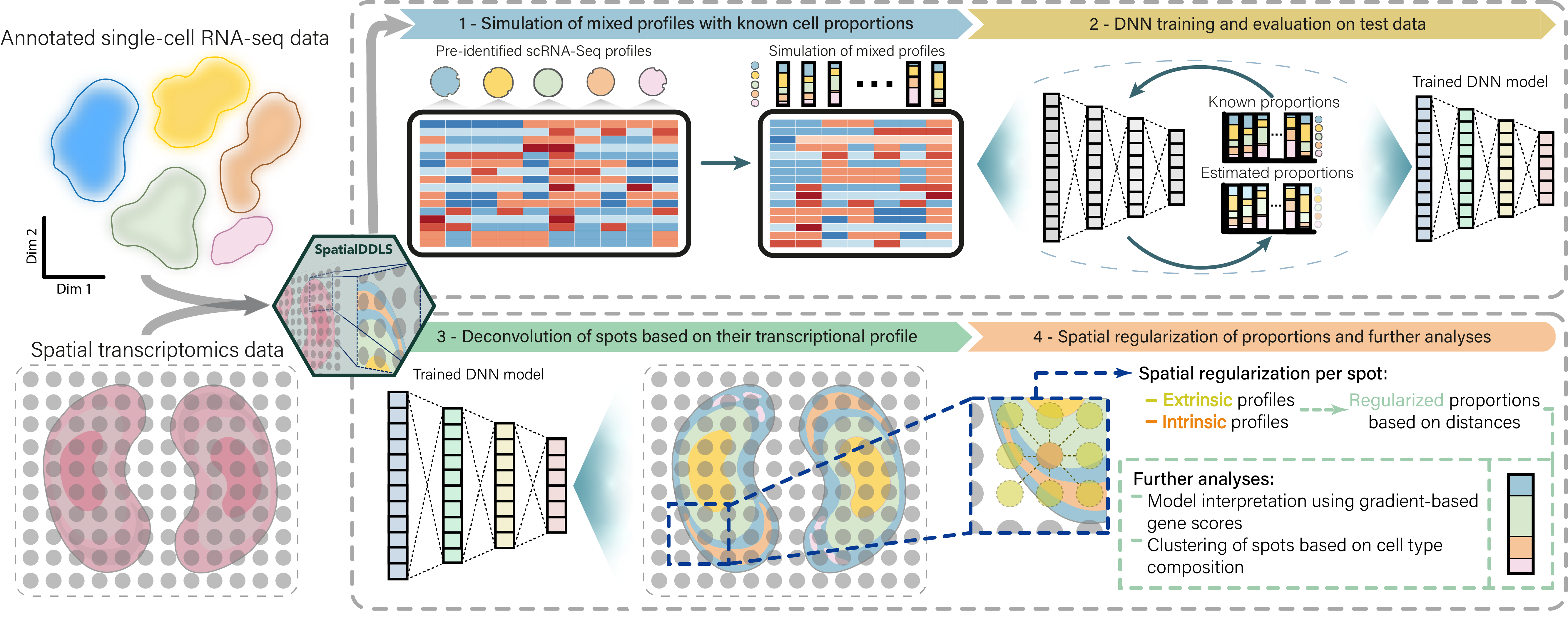 Deconvolution Of Spatial Transcriptomics Data Based On Neural Networks Deconvolution Of Spatial Transcriptomics Data Based On Neural Networks